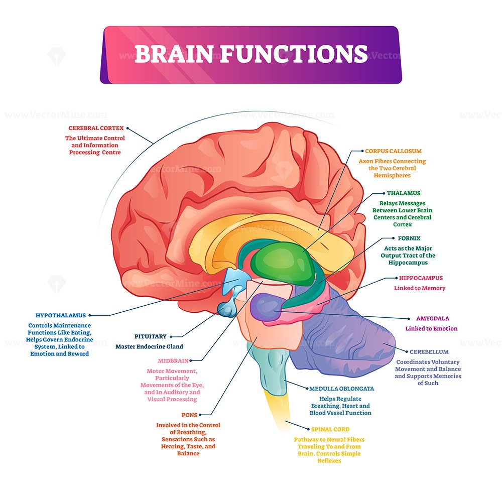 Brain Sections And Organ Part Functions In Labeled Anatomical Outline 