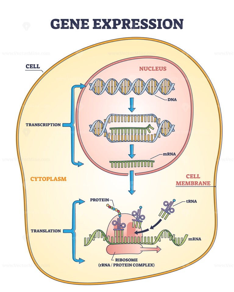 Gene Expression Stages With Transcription And Rna Splicing Outline