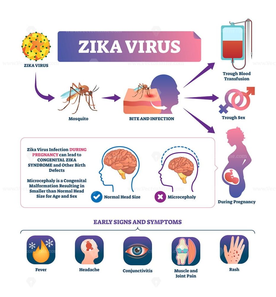 Zika virus vector illustration - VectorMine Zika virus vector illustration - VectorMine