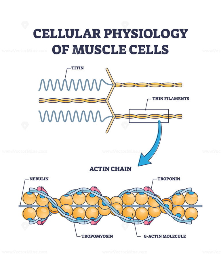 Troponin Complex And Three Regulatory Proteins Structure Outline Diagram Vectormine